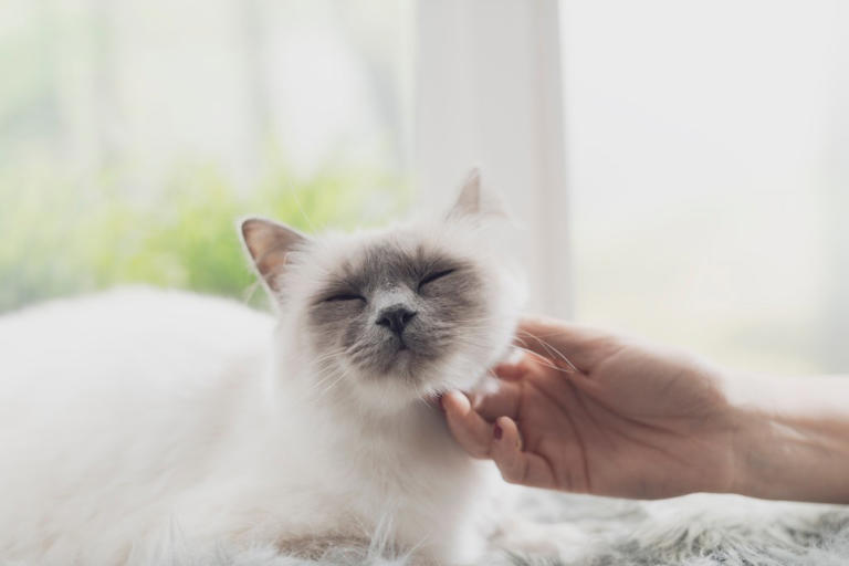 Domestic cats were not the first felines to live with humans, study reveals