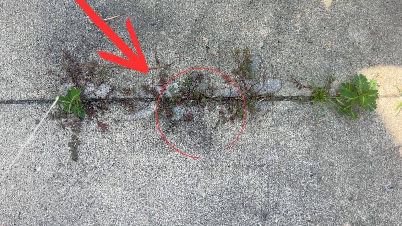How she eliminated weeds overnight without chemicals! (This is genius!)