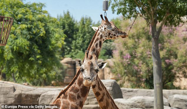 Huge hunt underway for giraffes missing from embattled zoo as Hollywood ...