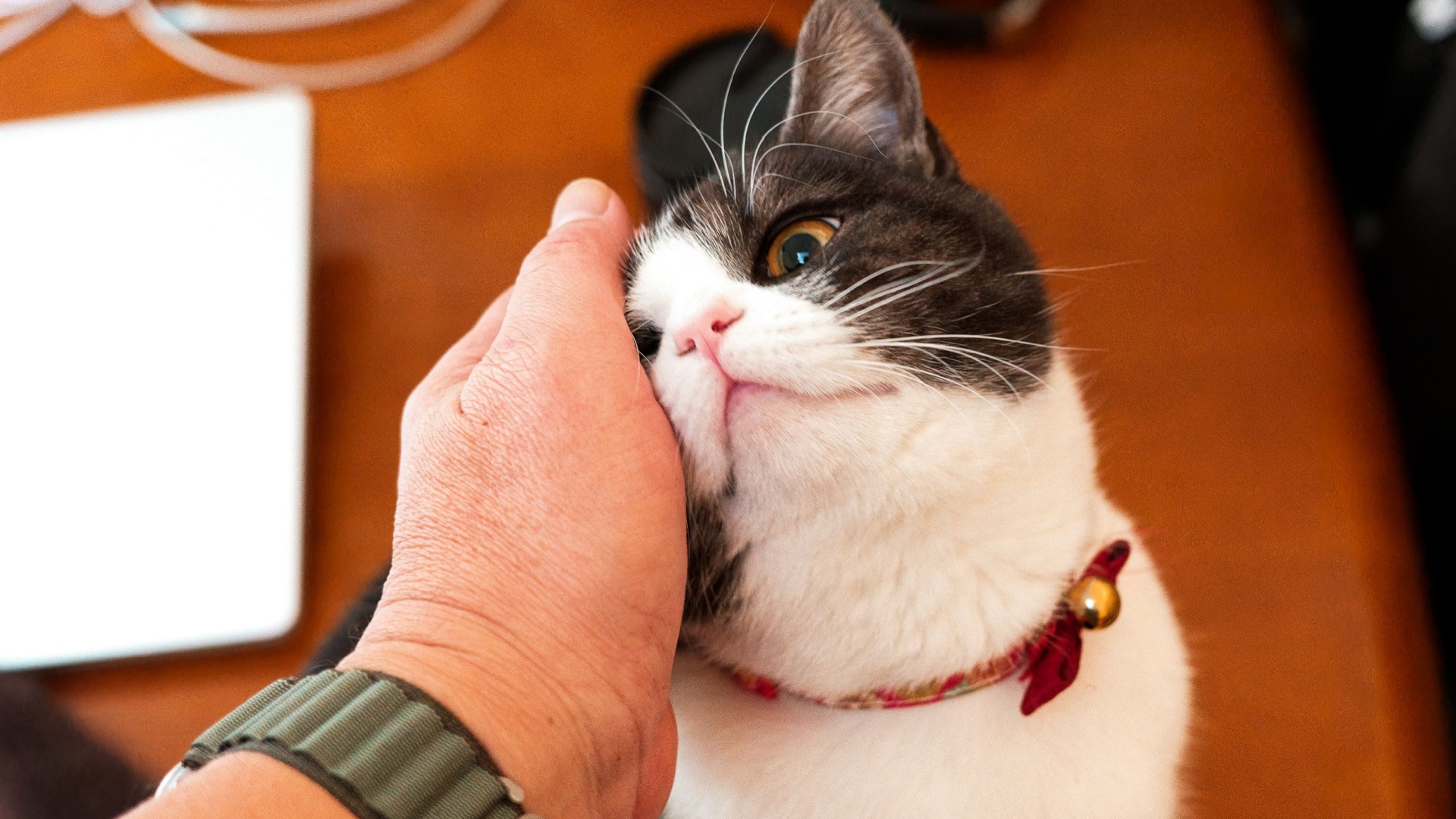 Cats Distinguish Owner’s Smell From Stranger’s, Study Finds