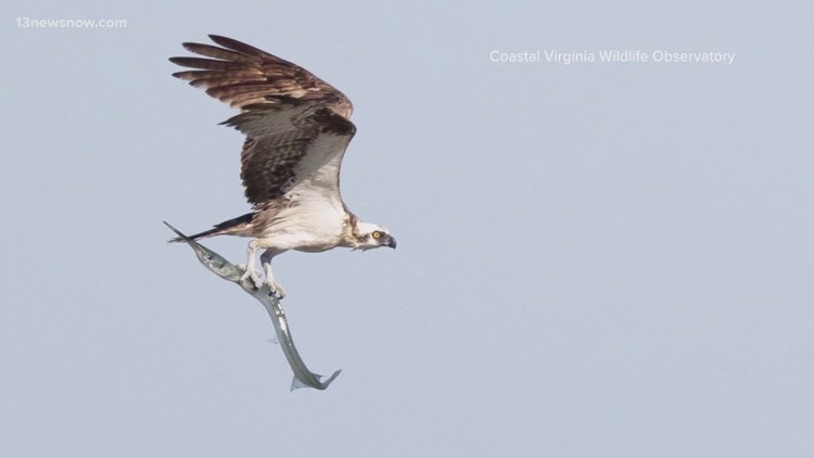 Biologists and birders gather for annual hawk watch on Virginia’s ...