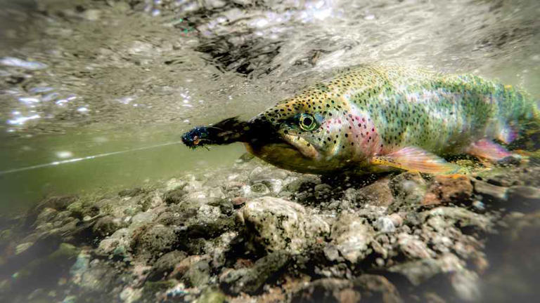 How to Fly Fish: Pay Attention - Success Is Found in Awareness