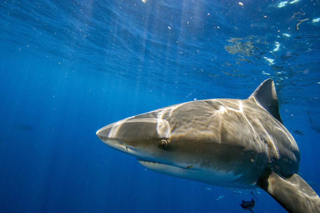 4 shark attacks in 2 days prompt dozens of Australia beach closures