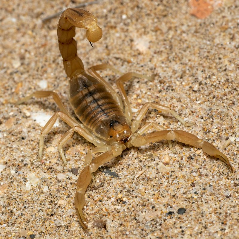 9 Creatures That Use Venom To Take Down Prey (Or Humans)