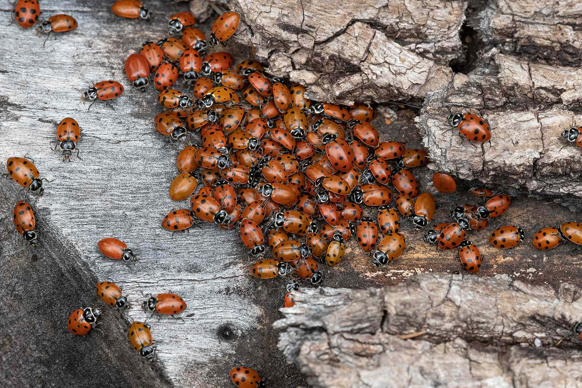 Invasive 'Death Spiral' Ladybugs Have Been Spotted, Officials Warn of ...