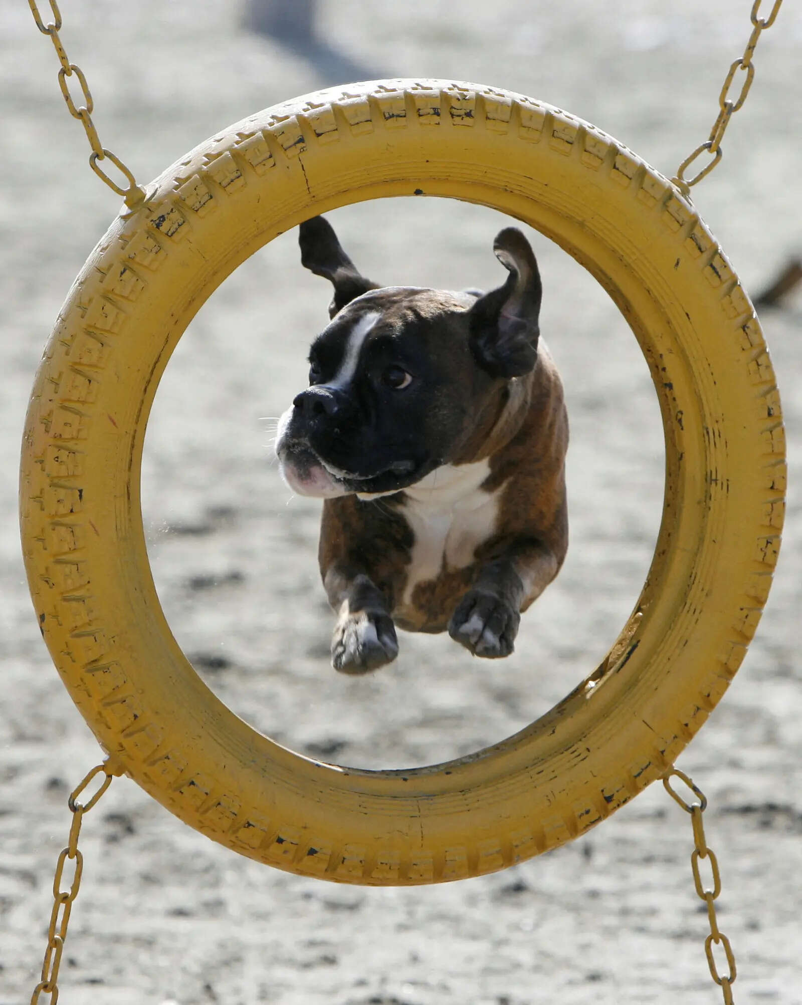 Who won the Dog Show 2025? Soleil takes best in show at National Dog ...