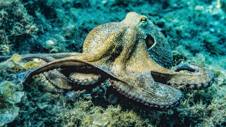 It May Make You Rethink Biology, But Octopuses Have Three Hearts And ...