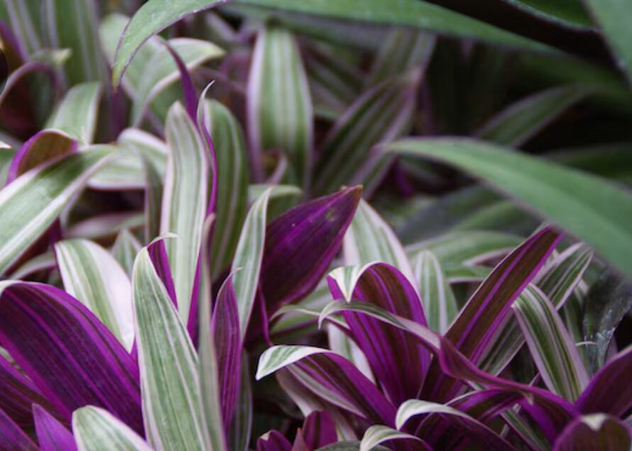 Maguey morado: la planta tropical de colores intensos que transforma ...