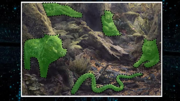 Using Your Vigilant-Eye Vision, Try To Find Out the Hidden Animals in ...