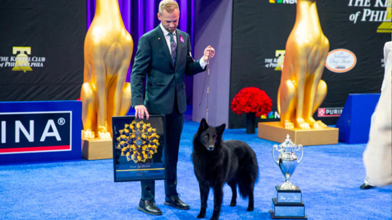 National Dog Show ‘Best In Show’ winner trained in Johnston County
