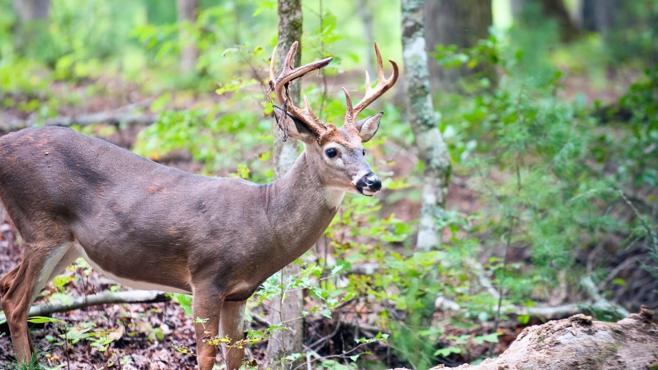 Deer rifles that hit paper fine and miss deer clean
