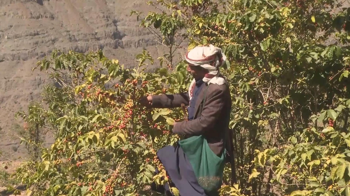 Yemen-Industria Cafetera/Desaf?os