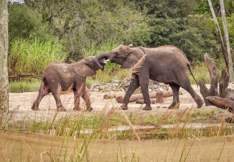7 Wild Secrets You Didn’t Know About Disney’s Kilimanjaro Safaris