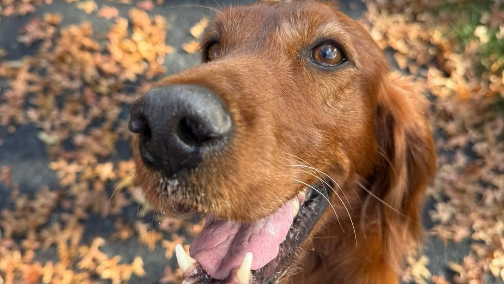 Humane Society of Delaware County announces all dogs have holiday ...