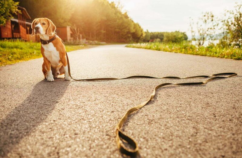 11 Words Dogs Understand Right Away (Plus 4 That Tend to Confuse Them)