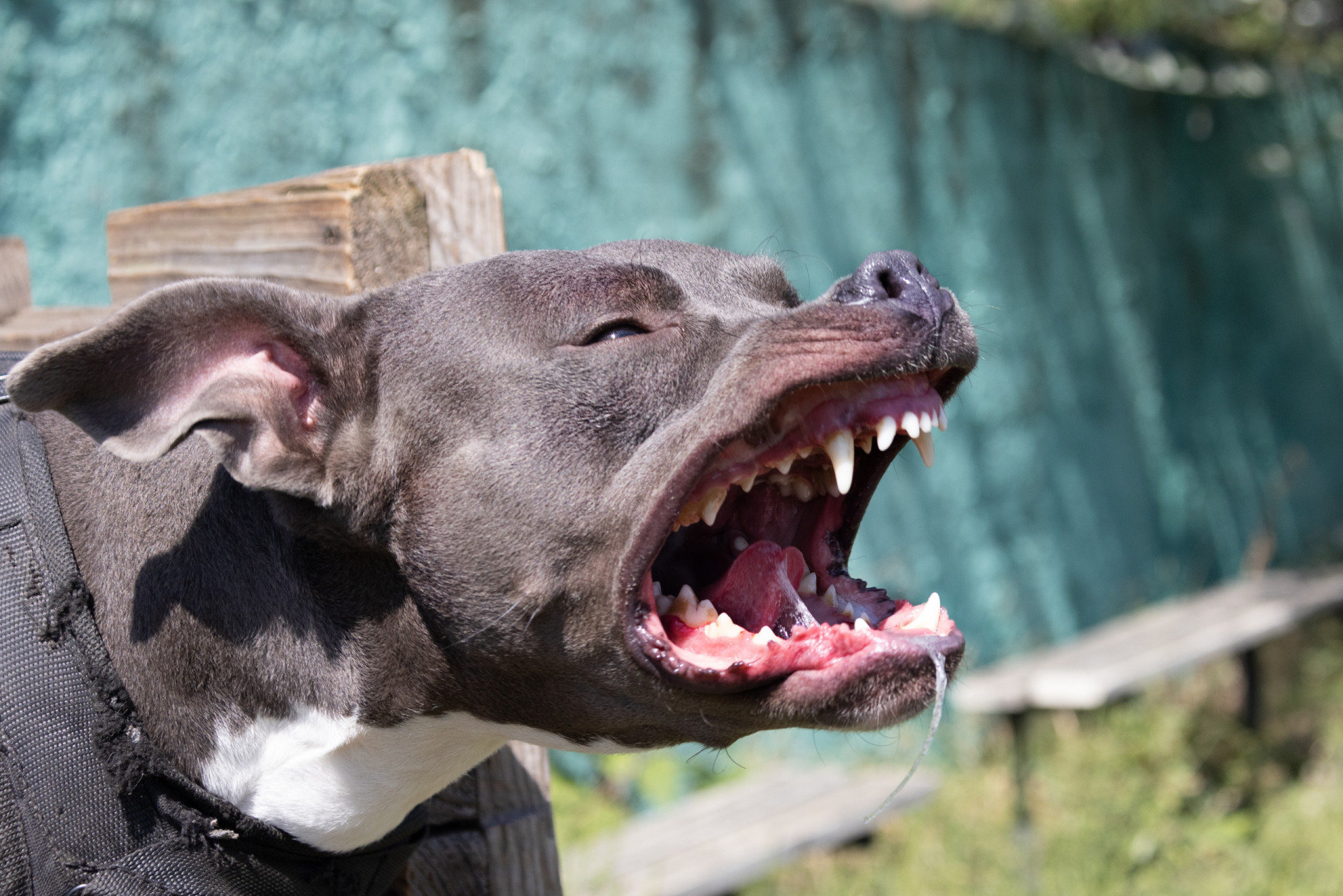 How to survive animal attacks