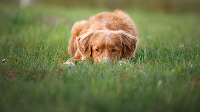 Veterinarians Explain Why Dogs Sometimes Hide Near The End Of Life