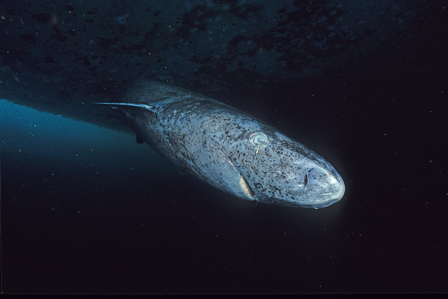 15 animals that could outlive humanity