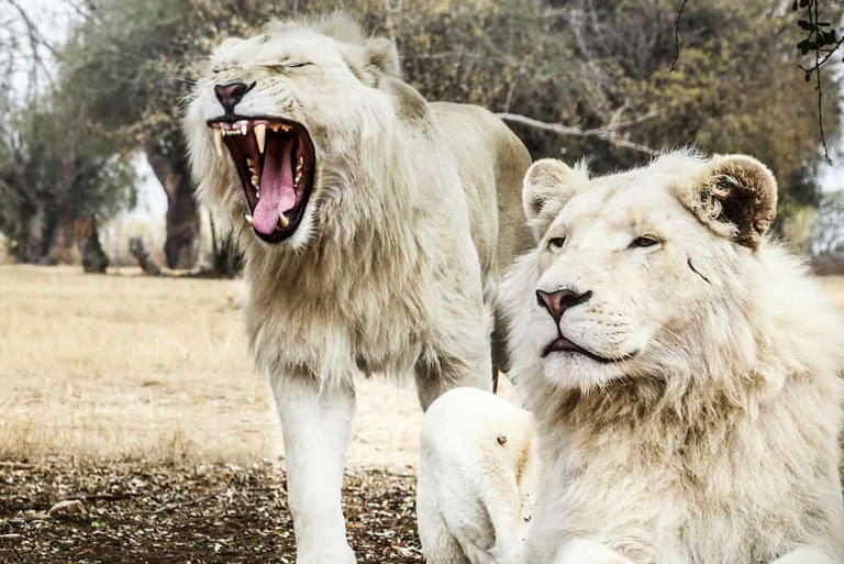Turns Out Lions Have a Second Roar and It’s Changing How We Hear Africa ...