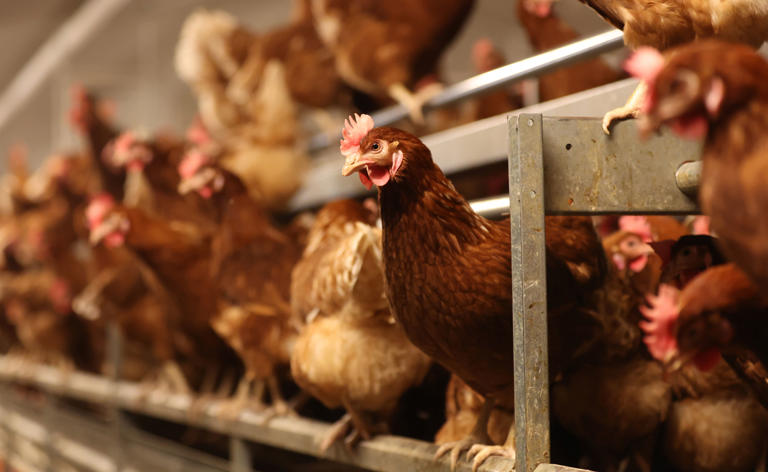 Officials working to keep egg stocks maintained in Scotland after avian ...