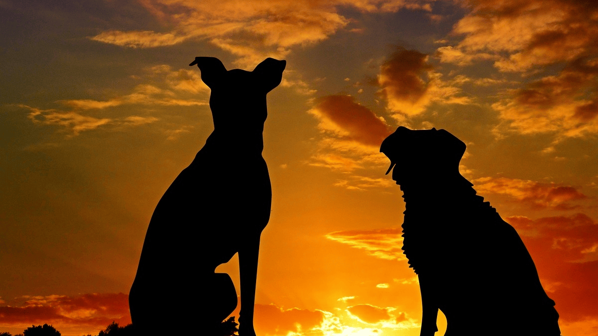 Veterinarians explain how a dog says goodbye when it feels it is going ...