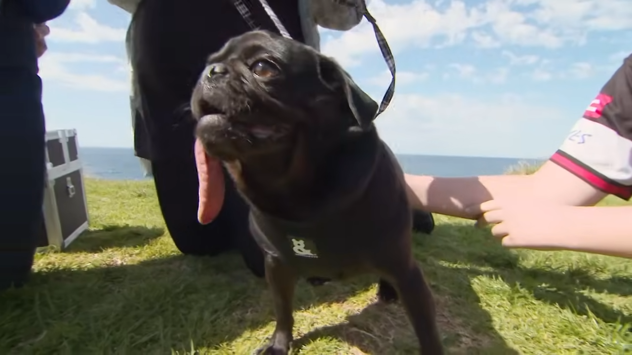 How a small pug became famous for a tongue too big to hide