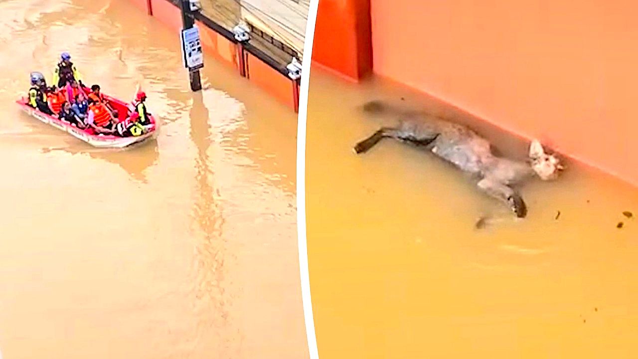 Cat struggles in rising floodwaters as rescue boat rushes in
