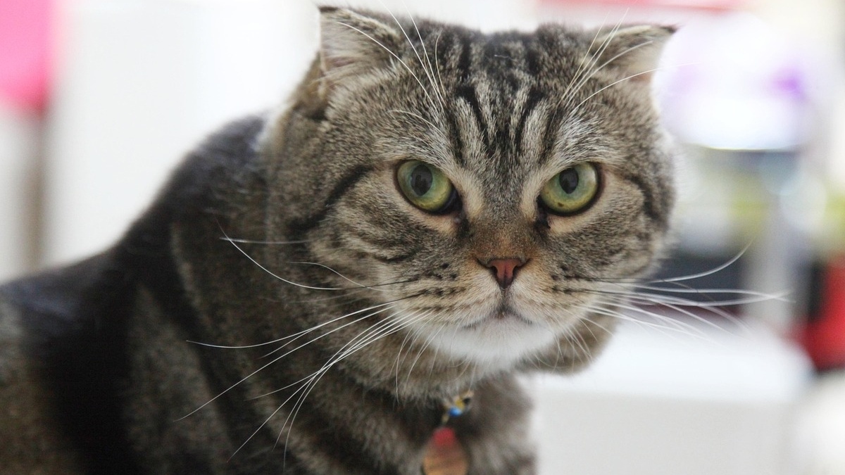 Veterinarians reveal the 8 best cat breeds to have at home