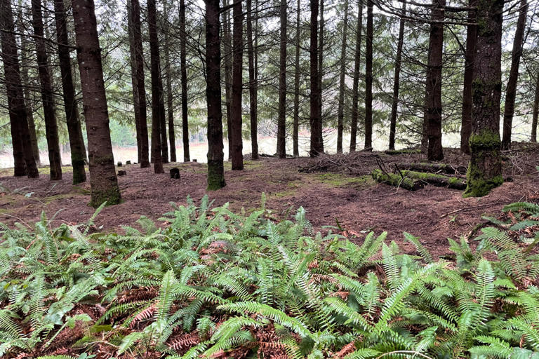 Inside my truffle hunting adventure — winter’s best-kept foodie secret