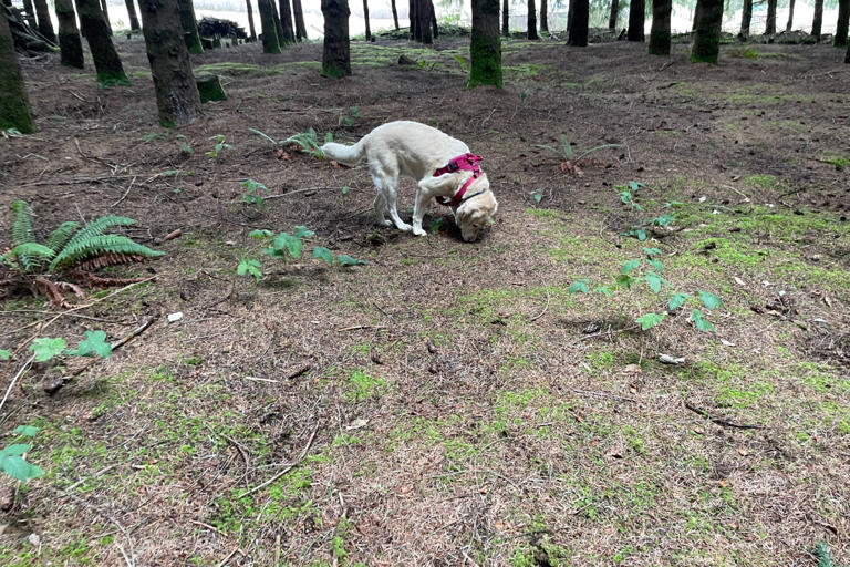 Inside my truffle hunting adventure — winter’s best-kept foodie secret