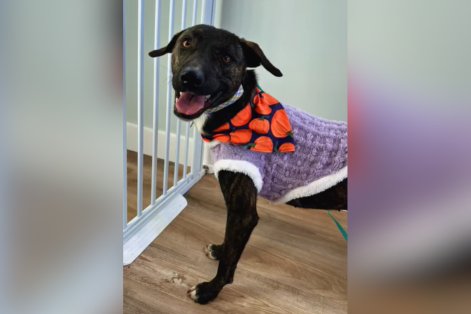 Dog spent 540 days in shelter—then miracle happens in time for Thanksgiving