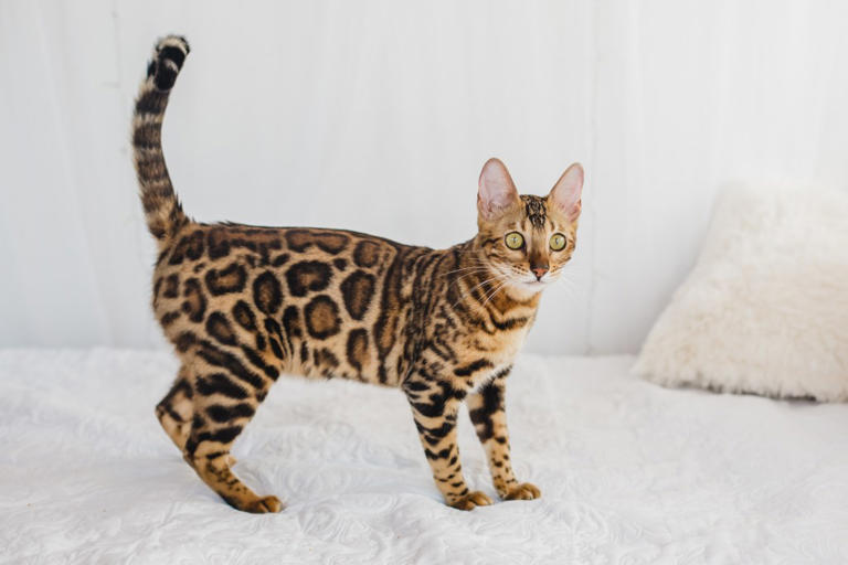 Domestic cats were not the first felines to live with humans, study reveals
