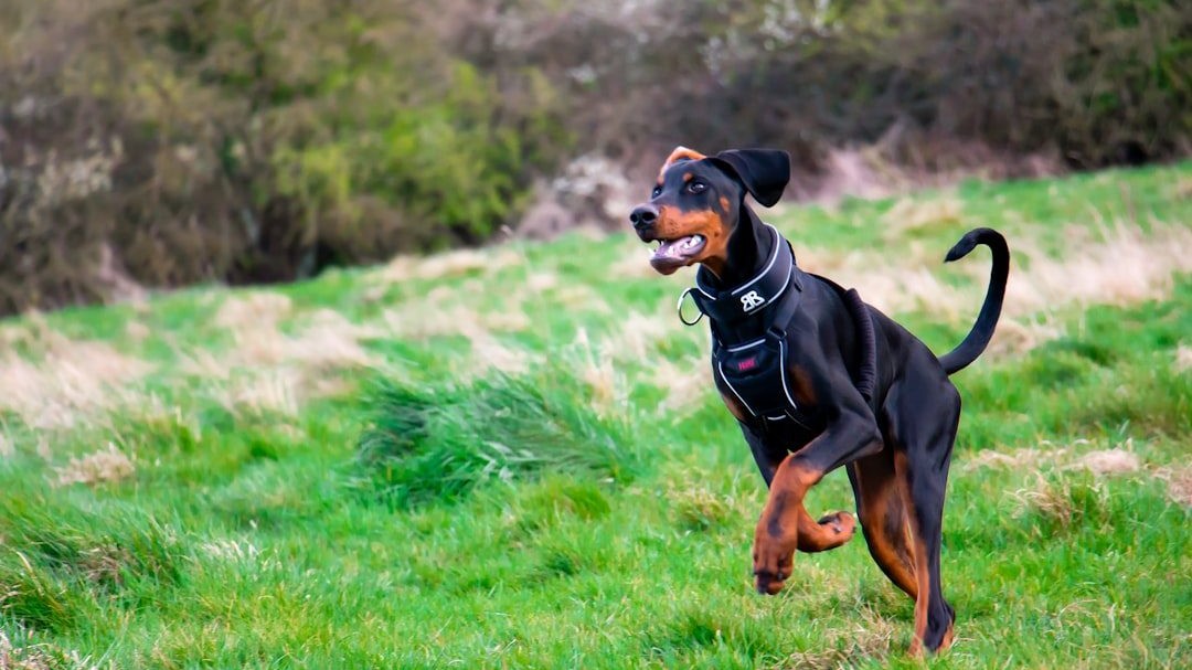The 10 Dog Breeds That Most Often Attack Their Owners, According to Experts