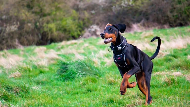 The 10 Dog Breeds That Most Often Attack Their Owners, According to Experts