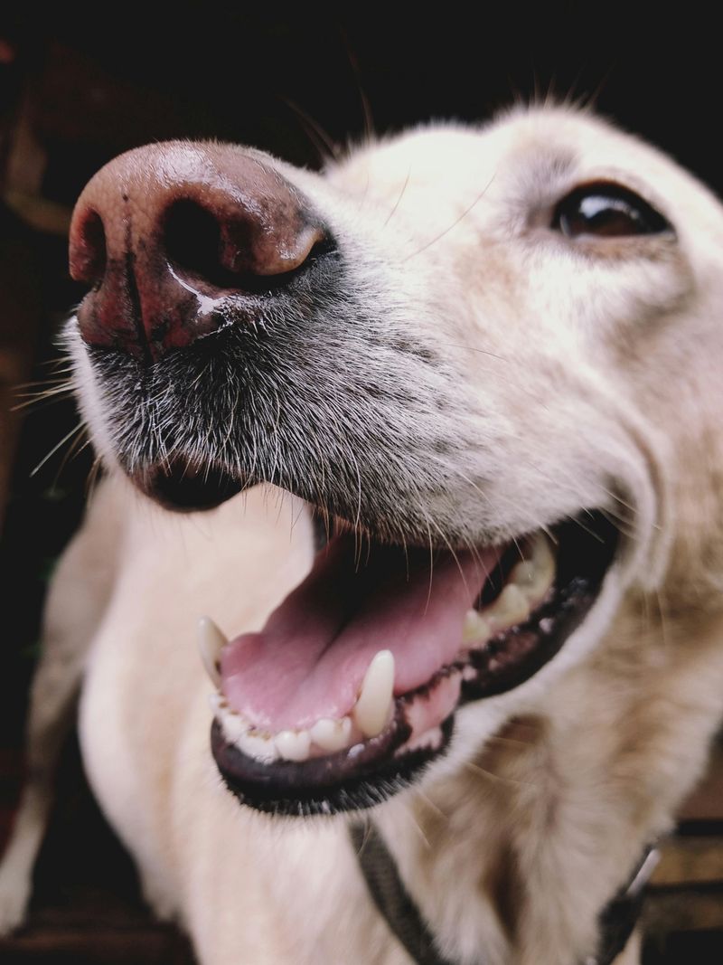 9 Dog Breeds That Stay Calm Around Kids And 6 That Need More Space