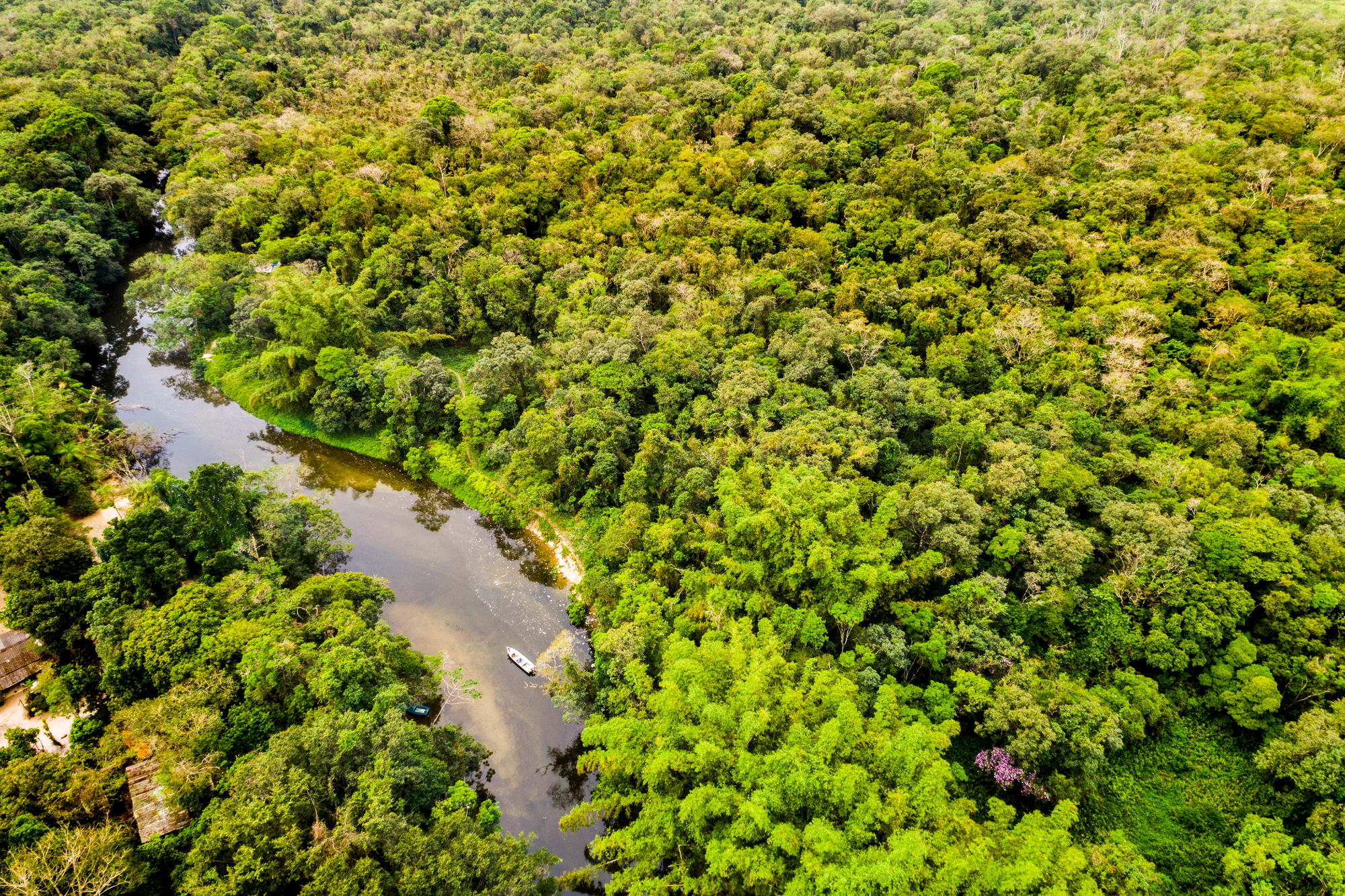 The Amazon Rainforest’s Deepest Secrets