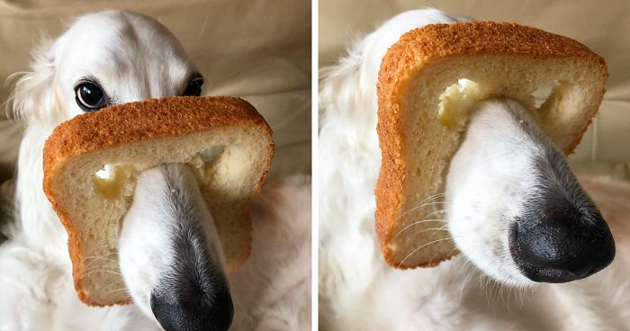 The Internet Is Loving ‘Inbread’ Animals And Here Are The 28 Funniest Ones