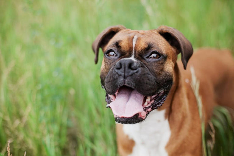 The 10 Dog Breeds That Most Often Attack Their Owners, According to Experts