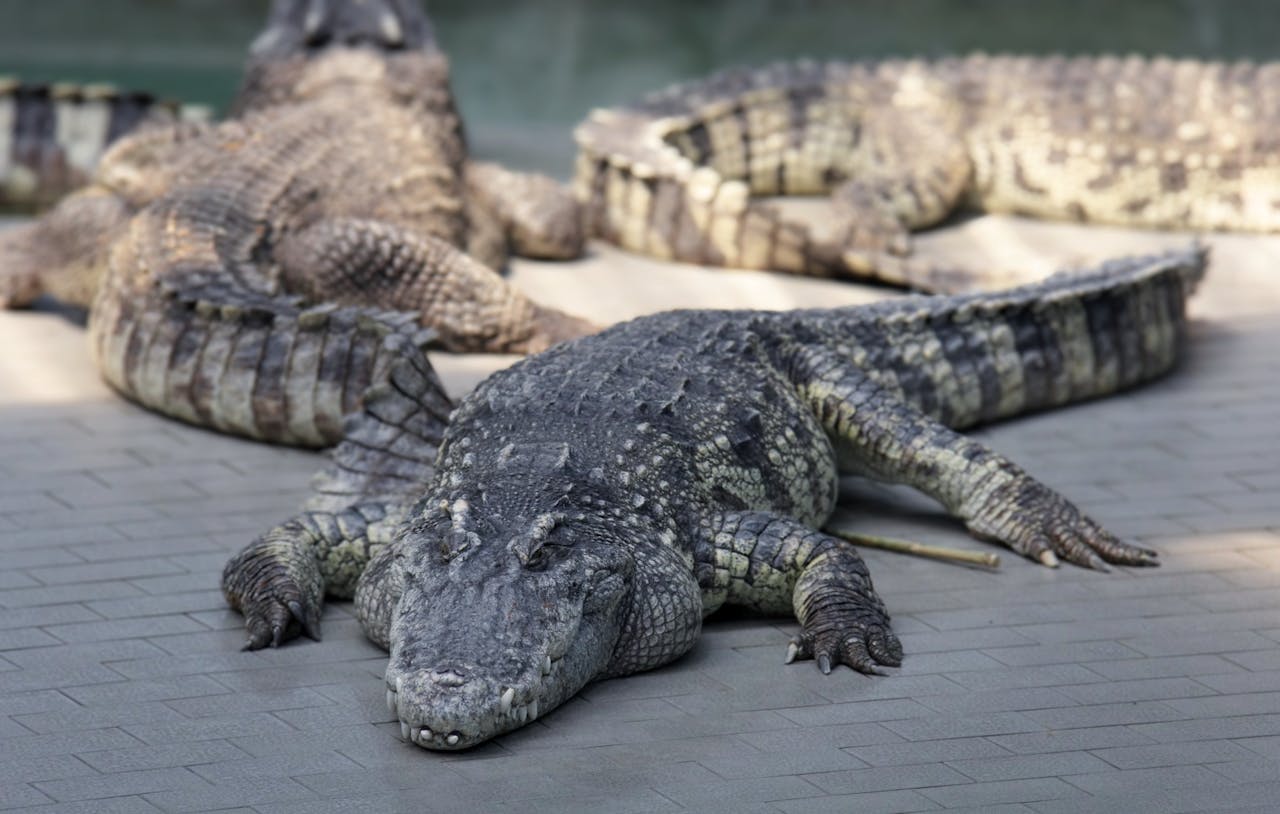 15 animals that could outlive humanity