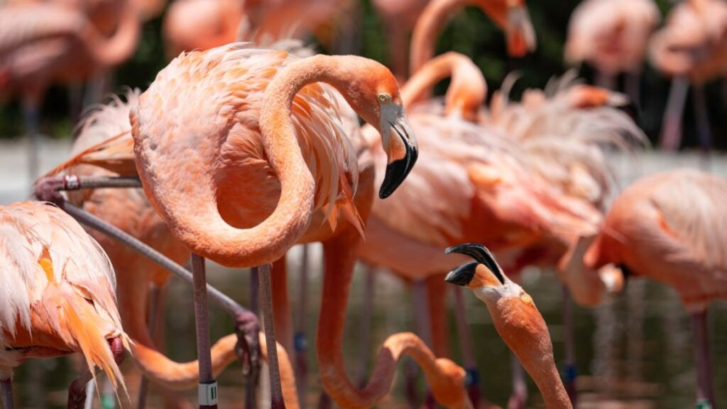 Zoos Around the World That Are Worth a Plane Ticket