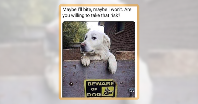 A Barkfull of 29 Blissful Doggo Memes to Drench Yourself in Canine Comedy