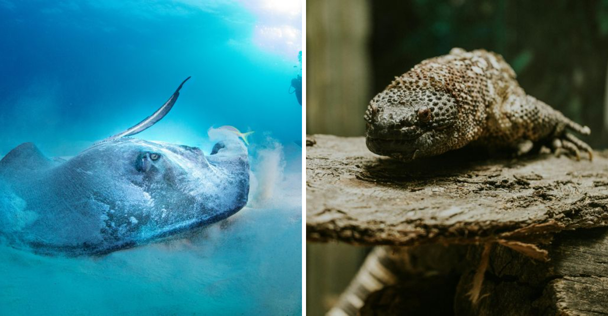 9 Creatures That Use Venom To Take Down Prey (Or Humans)