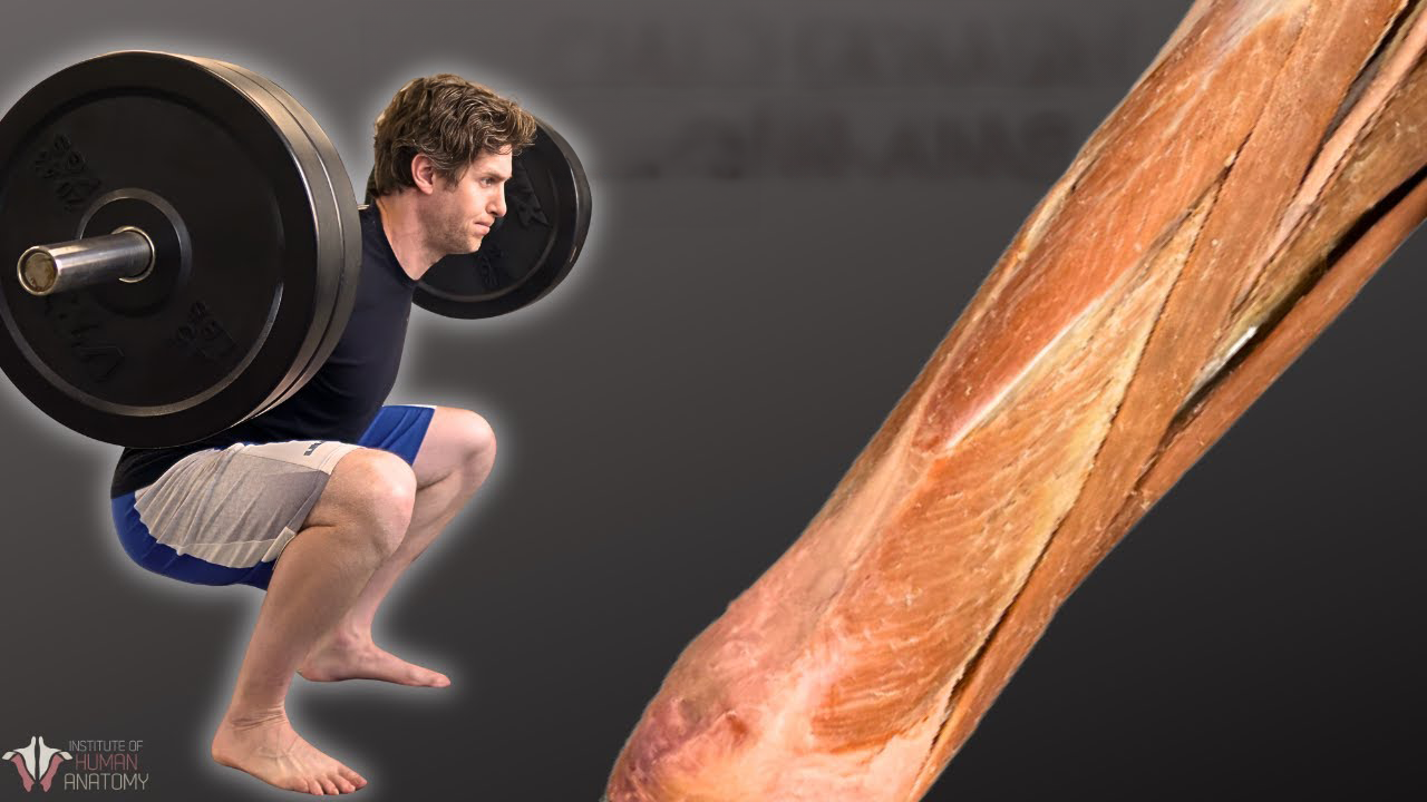 Functional fitness: Mastering the daily squat