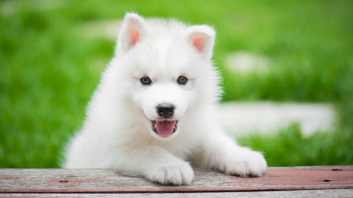 Las 7 señales definitivas de que tu perro está realmente feliz contigo