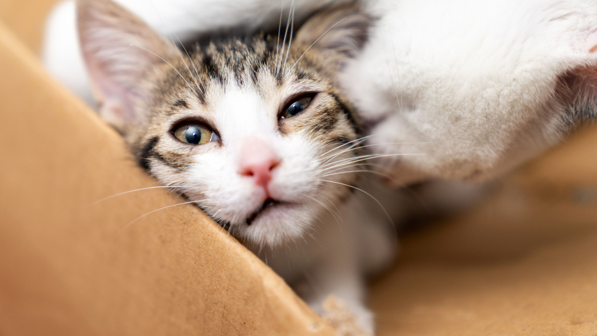 How Indoor Cats Are Developing Wild Animal Instincts Again