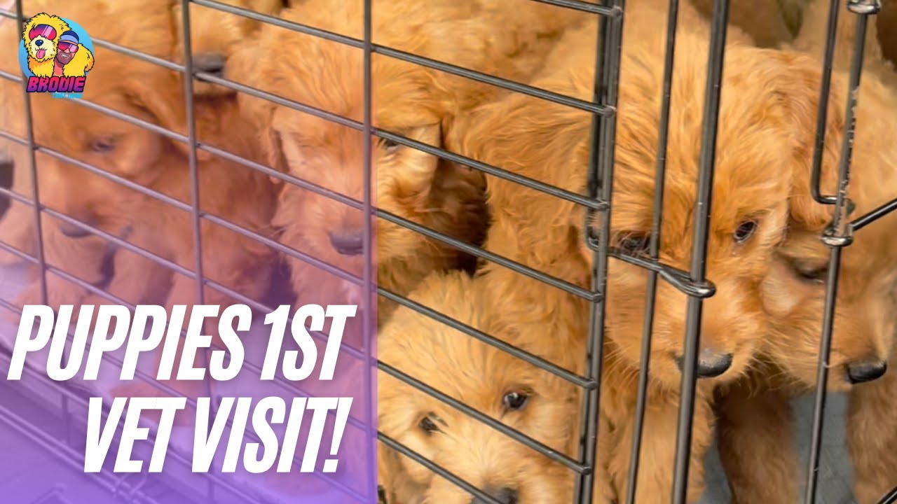Goldendoodle puppies' first vet visit! Chaos, cuddles & puppy shots 🐾