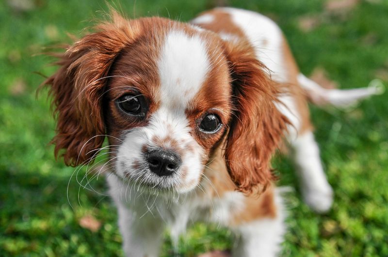 8 Of The Best Dog Breeds For Single Women That Are Loyal And Loving