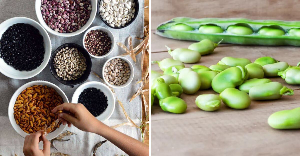 17 Things To Know About Shell Beans And The Best Way To Store Them Properly