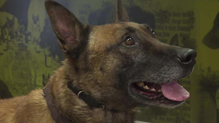 2025 Edmonton Police Foundation canine unit calendars highlight EPS ...