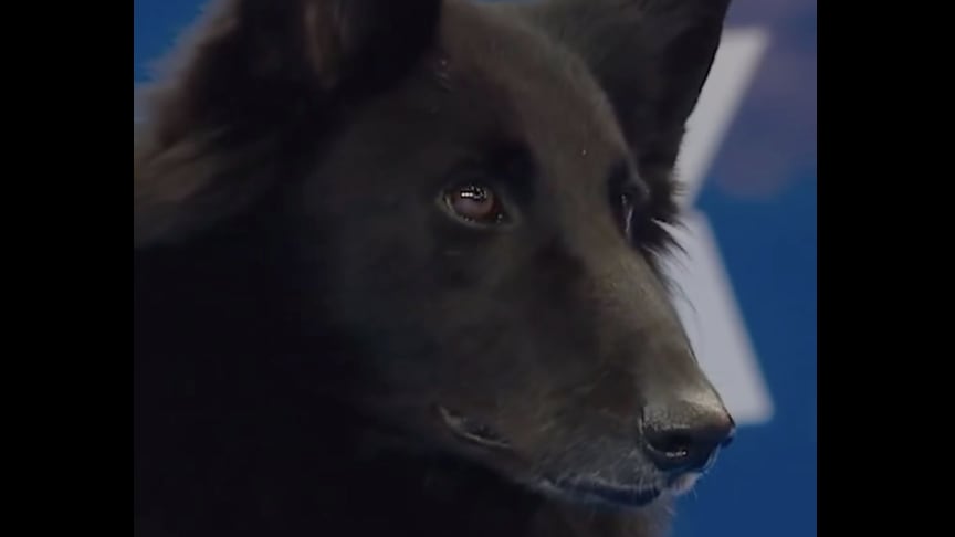 Winner of National Dog Show Announced